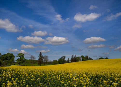 Rzepak Bilder – Durchsuchen 3,538 Archivfotos, Vektorgrafiken und ...