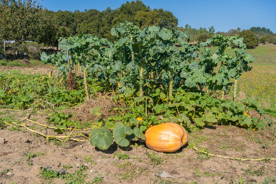 รูปภาพBerzas – เลือกดูภาพถ่ายสต็อก เวกเตอร์ และวิดีโอ87 | Adobe Stock