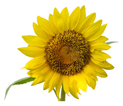 Sooryakanthi Images – Browse 44 Stock Photos, Vectors, and Video ...