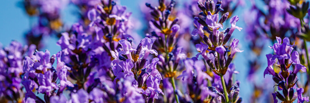 Angiosperme Bilder – Durchsuchen 424,156 Archivfotos, Vektorgrafiken ...