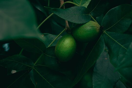 Kinnip bilder – Bläddra bland 3,220 stockfoton, vektorer och videor ...