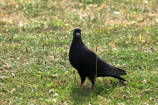 Black Dove Bird Images A Pigeon Eyed View Of The World | BirdNote