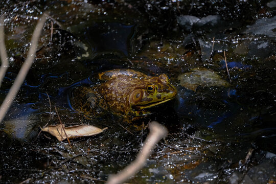 Ouaouaron Images – Parcourir 8,254 le catalogue de photos, vecteurs et ...