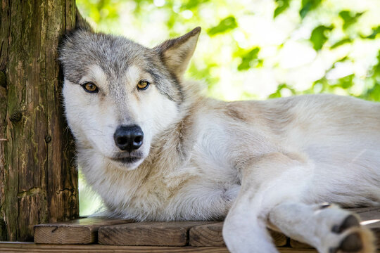 "Wolf Dog" Images – Browse 7,818 Stock Photos, Vectors, and Video ...