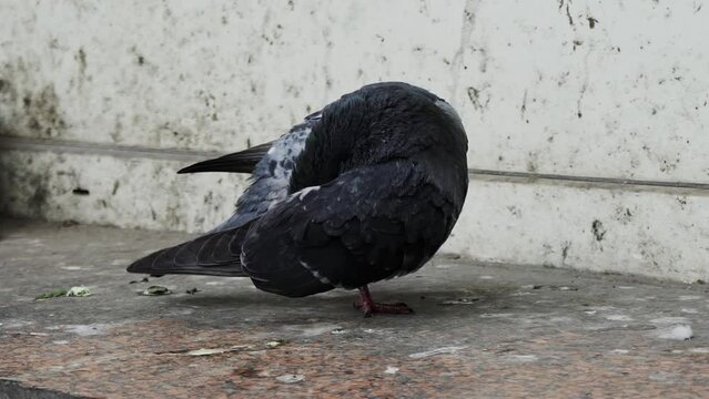 Imágenes de "Pretty Pigeon": descubre bancos de fotos, ilustraciones ...