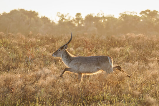 Waterbok Bilder – Durchsuchen 10,649 Archivfotos, Vektorgrafiken und ...