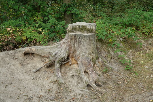 「Stumpf」の写真素材 | 5,063件の無料イラスト画像 | Adobe Stock