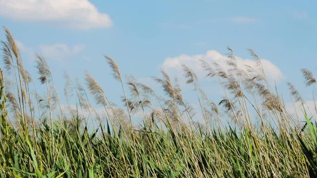 「Traw」の写真素材 | 1,020件の無料イラスト画像 | Adobe Stock