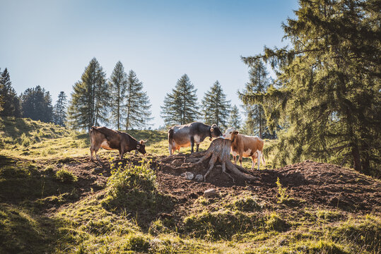 Almweide Bilder – Durchsuchen 74,297 Archivfotos, Vektorgrafiken und Videos | Adobe Stock