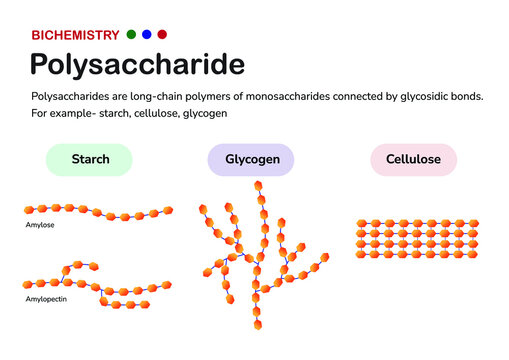 รูปภาพPolysaccharide – เลือกดูภาพถ่ายสต็อก เวกเตอร์ และวิดีโอ1,943 ... รูปภาพPolysaccharide – เลือกดูภาพถ่ายสต็อก เวกเตอร์ และวิดีโอ1,943 ...