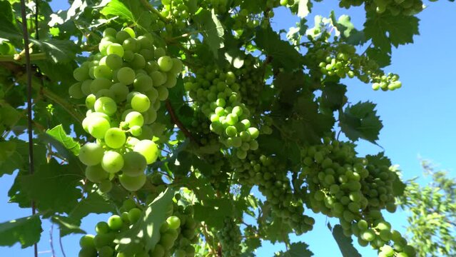 Underripe Images – Browse 436 Stock Photos, Vectors, and Video | Adobe ...