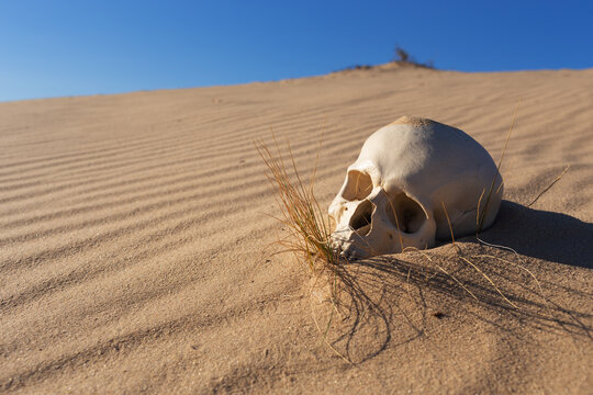 Skull In The Desert Images – Browse 13,463 Stock Photos, Vectors, and ...
