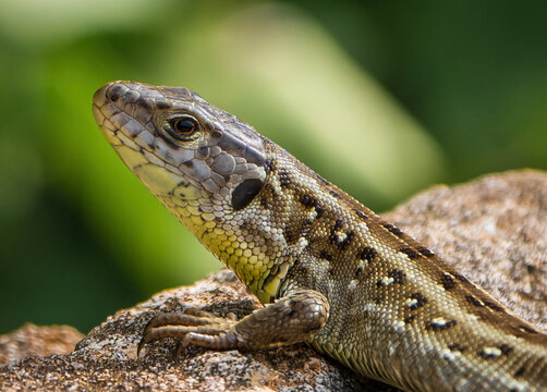 Imágenes de Saurio: descubre bancos de fotos, ilustraciones, vectores y ...