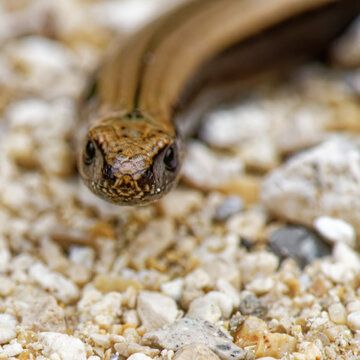 Orvet bilder – Bläddra bland 124 stockfoton, vektorer och videor ...