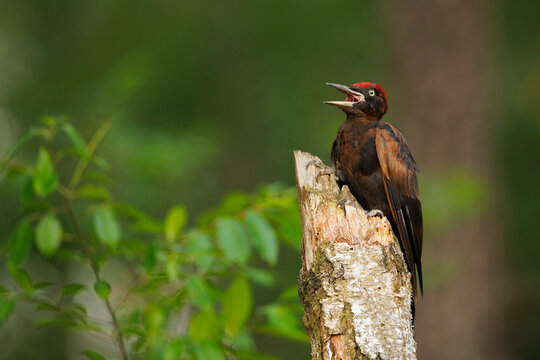 Podlot Images – Browse 83 Stock Photos, Vectors, and Video | Adobe Stock