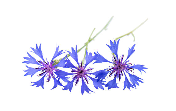 รูปภาพCyani – เลือกดูภาพถ่ายสต็อก เวกเตอร์ และวิดีโอ808 | Adobe Stock