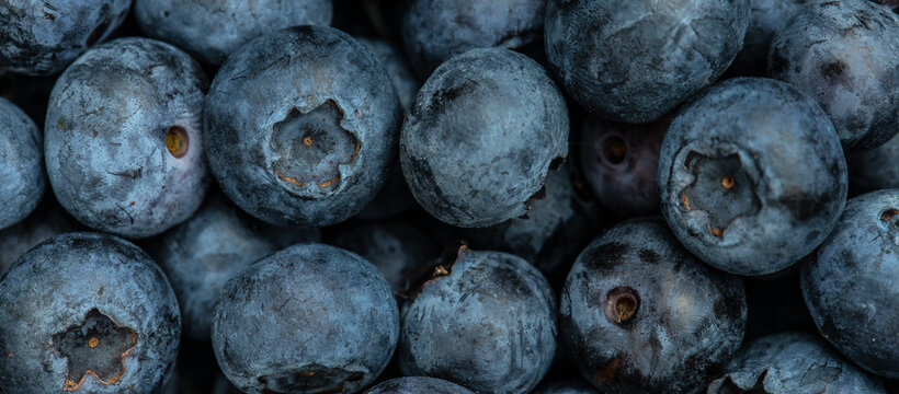Wildbeeren Bilder – Durchsuchen 233,725 Archivfotos, Vektorgrafiken und ...