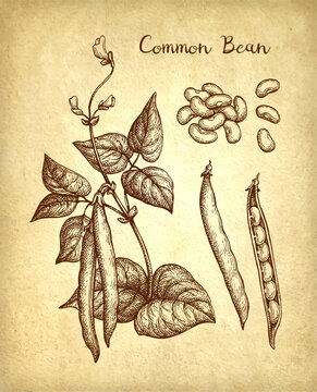 "Common Bean" Images – Browse 69,941 Stock Photos, Vectors, and Video ...