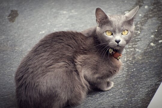 รูปภาพGato – เลือกดูภาพถ่ายสต็อก เวกเตอร์ และวิดีโอ26,788 | Adobe Stock