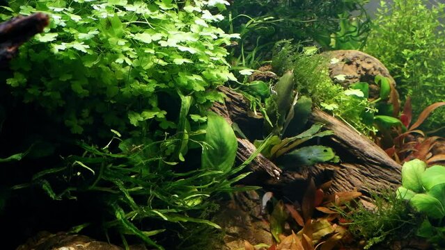 "Java Moss" Images – Browse 197 Stock Photos, Vectors, and Video ...