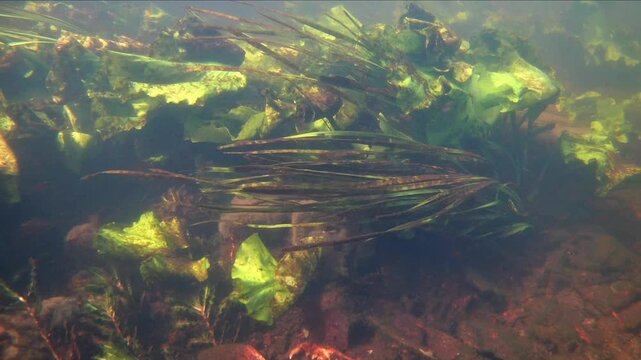 Coontail Images – Browse 848 Stock Photos, Vectors, and Video | Adobe Stock