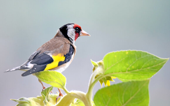 Distelfink Images – Browse 990 Stock Photos, Vectors, and Video | Adobe ...