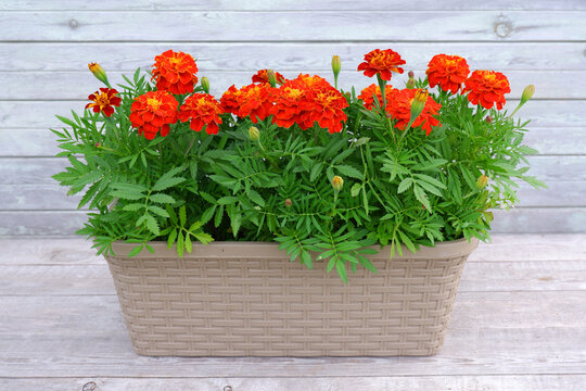 "Long Pot" Images – Browse 517 Stock Photos, Vectors, and Video | Adobe ...