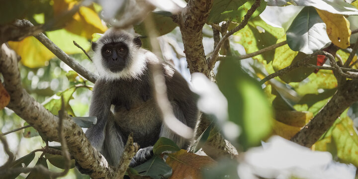 Angry Langur Images – Browse 74 Stock Photos, Vectors, and Video ...