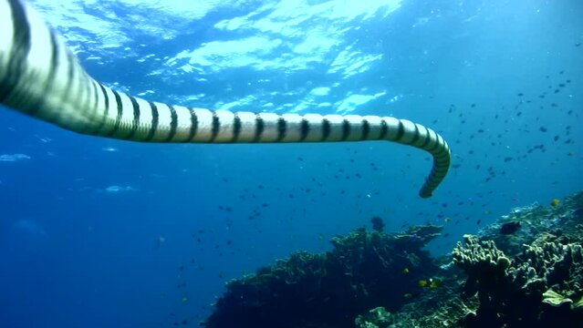 "Sea Krait" Images – Browse 693 Stock Photos, Vectors, and Video ...