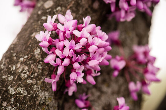 "Red Bud Tree" Images – Browse 86 Stock Photos, Vectors, and Video ...