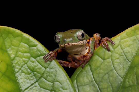รูปภาพPhyllomedusa – เลือกดูภาพถ่ายสต็อก เวกเตอร์ และวิดีโอ701 | Adobe ... รูปภาพPhyllomedusa – เลือกดูภาพถ่ายสต็อก เวกเตอร์ และวิดีโอ701 | Adobe ...