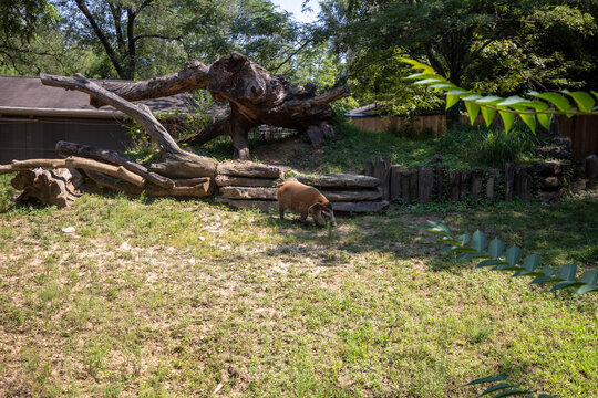 "Red River Hog" Images – Browse 1,592 Stock Photos, Vectors, and Video ...