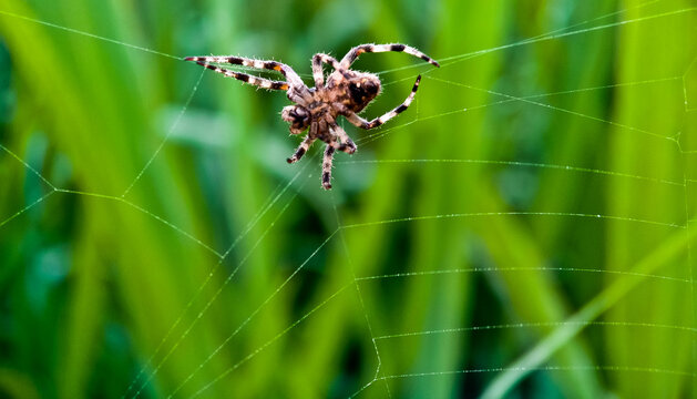 "Spider Nest" Images – Browse 200 Stock Photos, Vectors, and Video ...