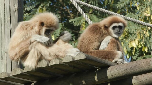 Gibbons Images – Browse 18,697 Stock Photos, Vectors, and Video | Adobe ...