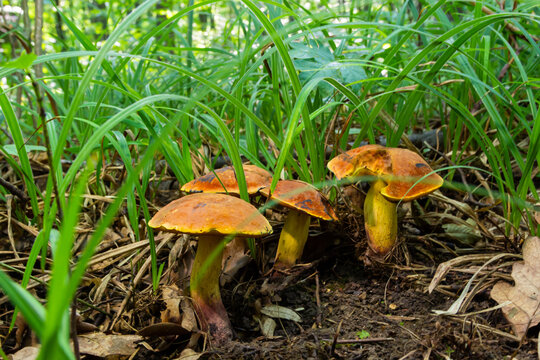 Entsetzlich Bilder – Durchsuchen 4,696 Archivfotos, Vektorgrafiken und ...