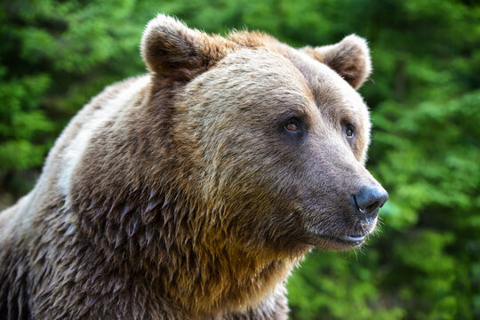 Grizzly Bear Head Side View