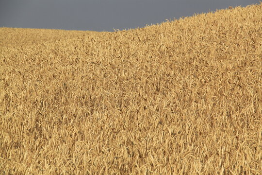 Trigal Images – Browse 664 Stock Photos, Vectors, and Video | Adobe Stock