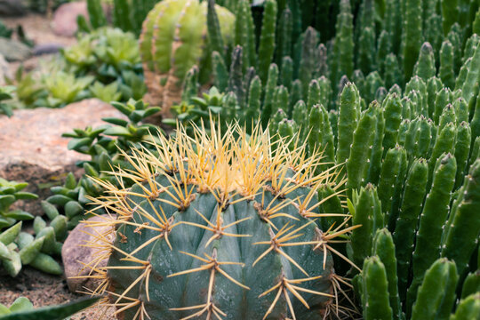 Euphobia-Bilder: Stock-Fotos & -Videos. | Adobe Stock