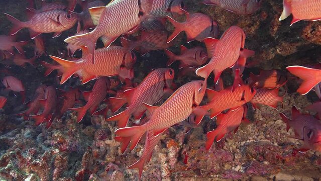 "Soldier Fish" Immagini - Sfoglia 142 foto, vettoriali e video Stock ...