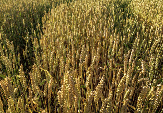 รูปภาพWeichweizen – เลือกดูภาพถ่ายสต็อก เวกเตอร์ และวิดีโอ176 | Adobe Stock