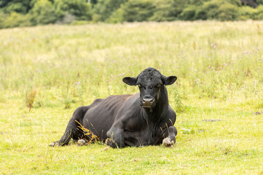 Stud Images – Browse 2,077,983 Stock Photos, Vectors, and Video | Adobe ...