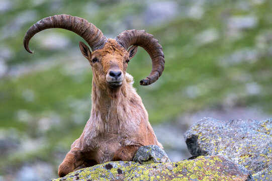 Capra bilder – Bläddra bland 22,024 stockfoton, vektorer och videor ...