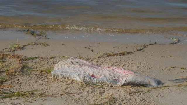 "Rotting Fish" Images – Browse 14 Stock Photos, Vectors, and Video ...