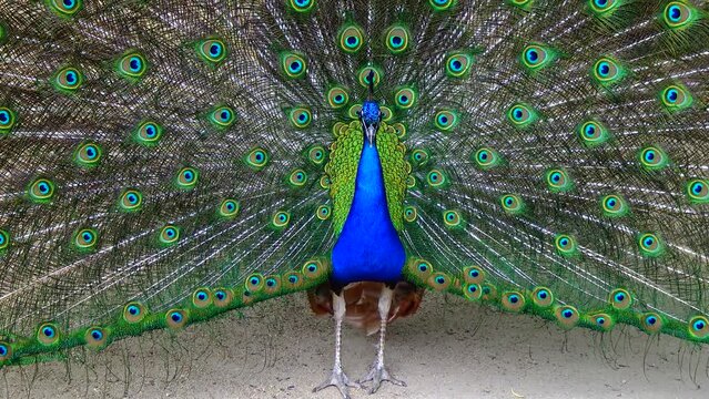 Phasianinae Bilder – Durchsuchen 503 Archivfotos, Vektorgrafiken und ...