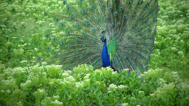 Phasianinae Bilder – Durchsuchen 513 Archivfotos, Vektorgrafiken und ...