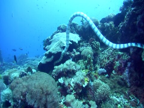 "Banded Sea Krait" Images – Browse 548 Stock Photos, Vectors, and Video ...