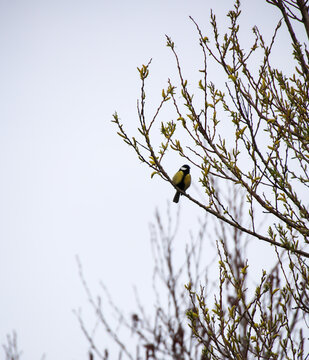 Zitze Images – Browse 138 Stock Photos, Vectors, and Video | Adobe Stock