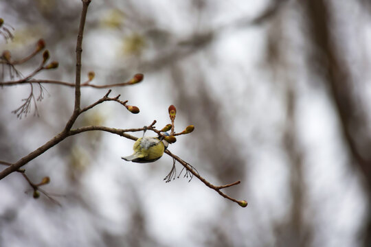 Zitze Images – Browse 138 Stock Photos, Vectors, and Video | Adobe Stock