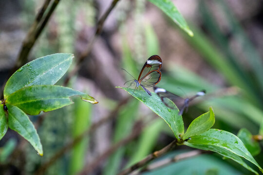 รูปภาพGlasswing – เลือกดูภาพถ่ายสต็อก เวกเตอร์ และวิดีโอ1,021 | Adobe Stock