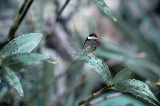 รูปภาพGlasswing – เลือกดูภาพถ่ายสต็อก เวกเตอร์ และวิดีโอ1,021 | Adobe Stock